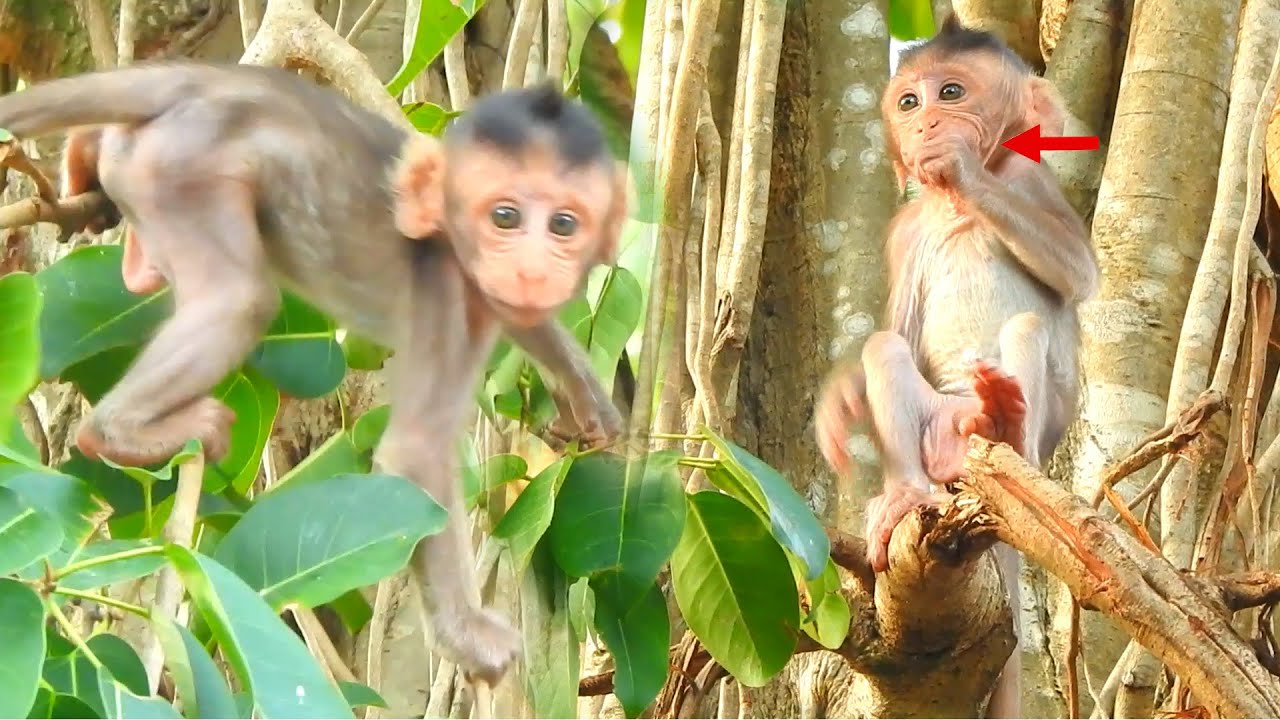 SAM monkeys play & s/i.t happily e/at.ing w/it.hout c/ar.ing about MaMa ...