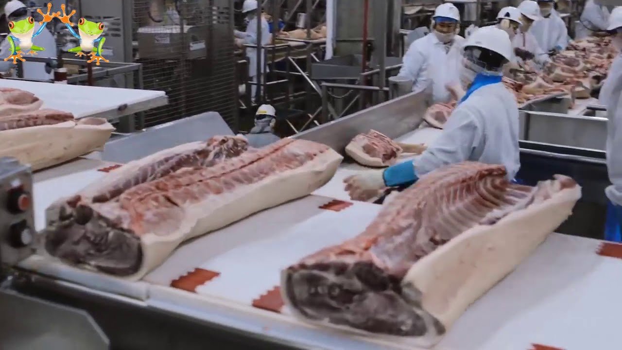 Mega Pig Slaughter House in China - YouTube