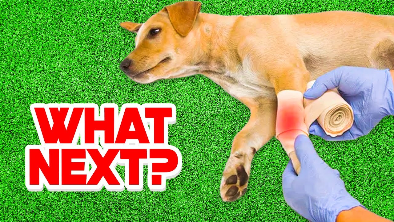 Injured Dog? THIS Could Save Their Life.. - YouTube
