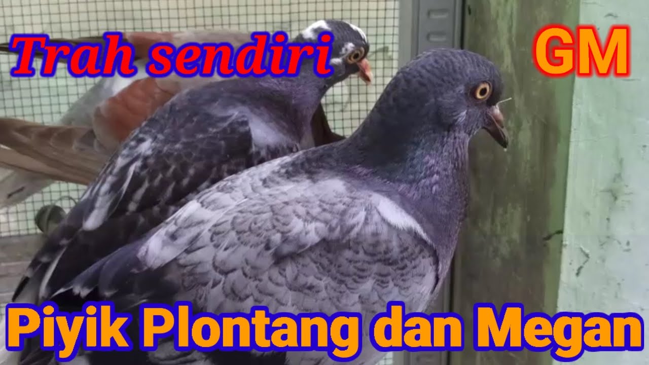Merpati Plontang dan Merpati Megan non trah - YouTube