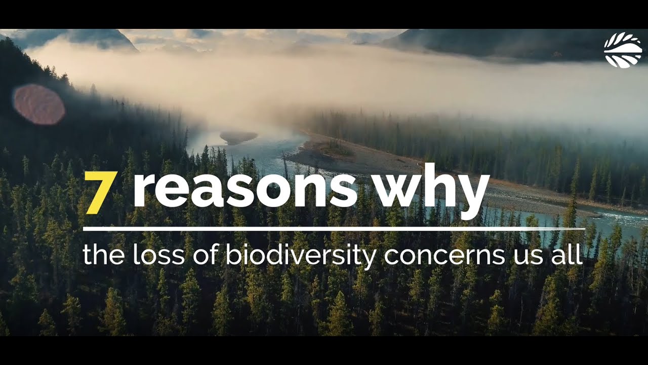7 Reasons Why the Loss of Biodiversity Concerns Us All - YouTube