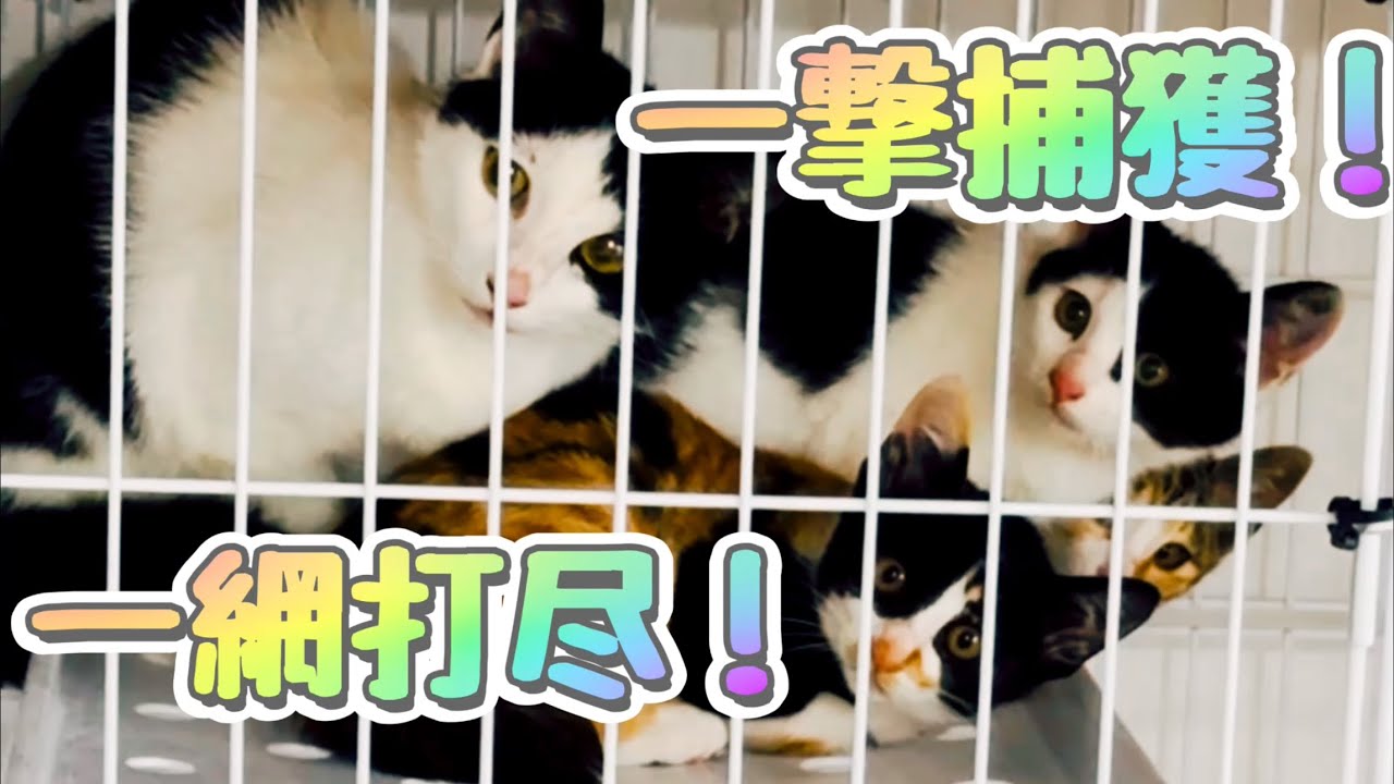 捕獲映像鑑賞会！よりパパ式覚醒捕獲器で一網打尽！！！！！ - YouTube