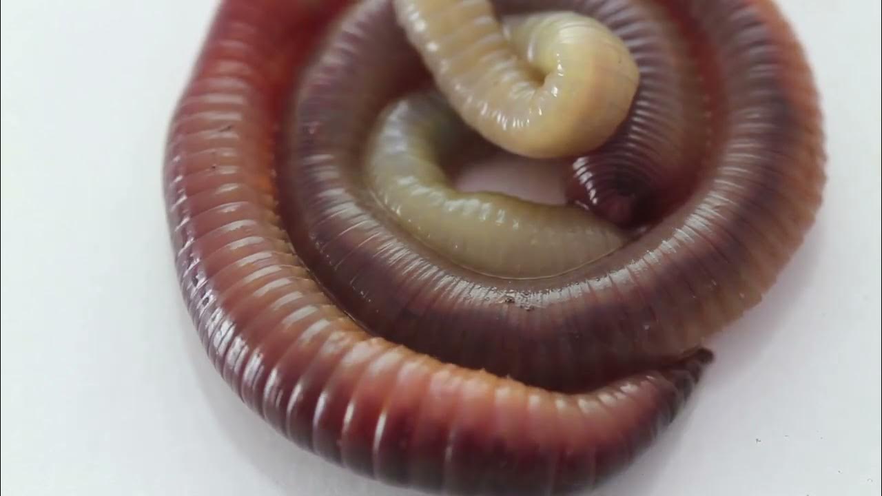 Reviven Gusano Congelado por más de 46.000 Años - YouTube