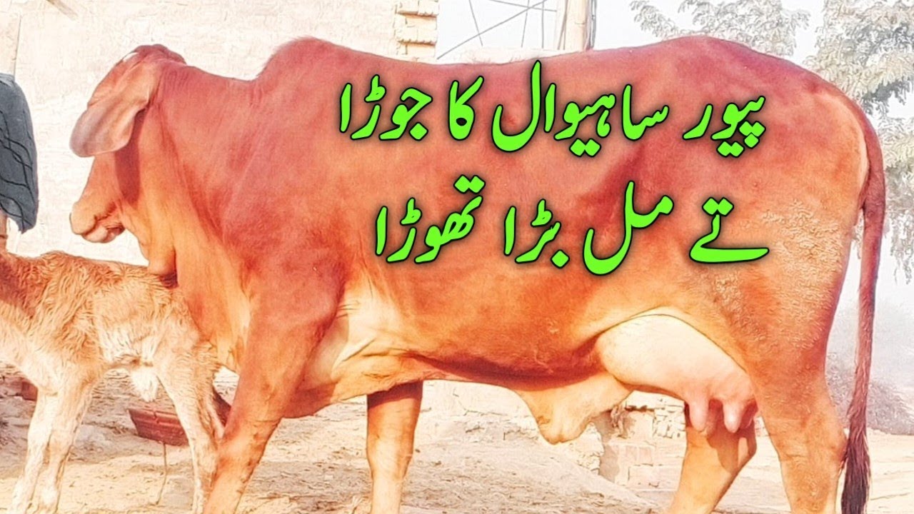 Poure Sahiwal Fist class Young 2 dant 4 dant For sale in pakistan - YouTube