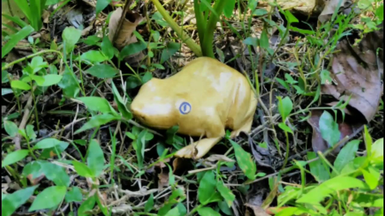 DIY wooden frog | Homemade | Simple Arts And Crafts | - YouTube