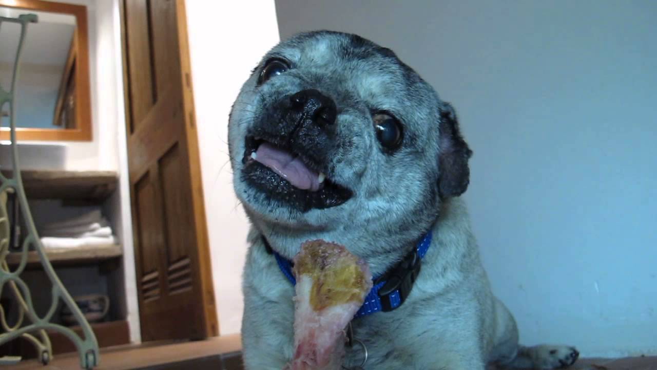 Attack pug! - YouTube