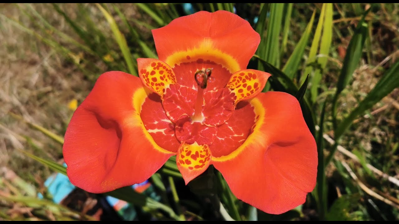 Tigridia pavonia var. speciosa, the tiger flower: one of the strangest ...