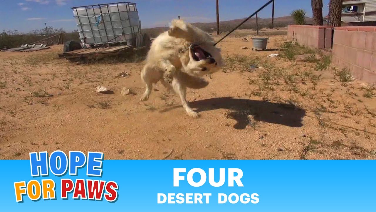 Epic Mojave Desert Dog Rescue Mission - A MUST SEE. Please Share. # ...