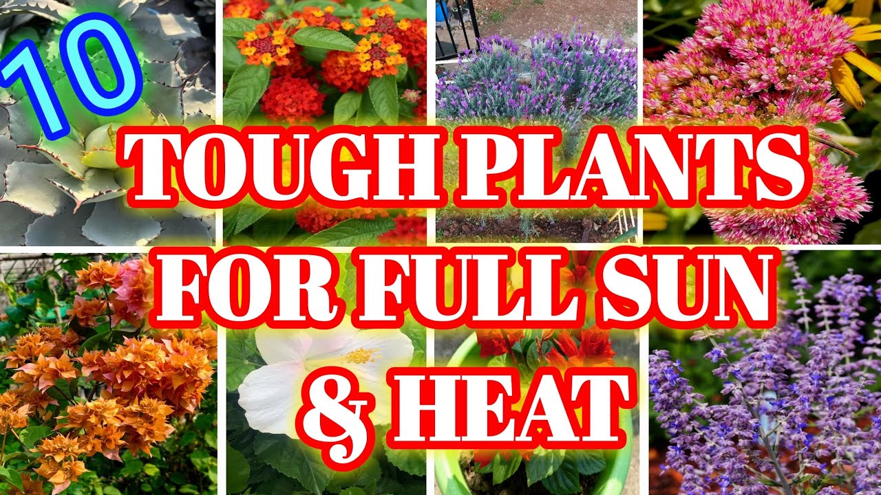 10 Tough Plants for full sun & Heat - YouTube