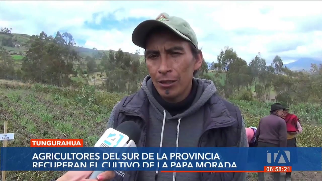 Agricultores de Tungurahua buscan recuperar el cultivo de la papa ...