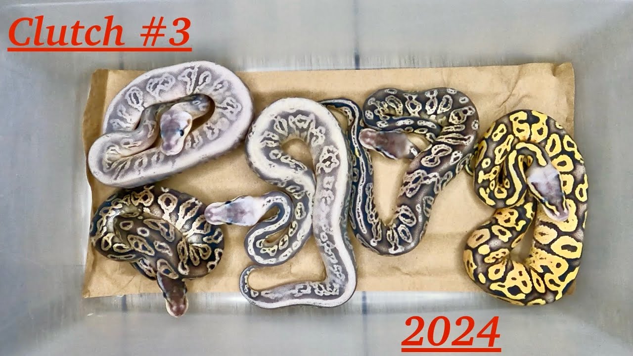 Ball pythons… Clutch #3 of 2024… Black Pewter het True Ghost x Pastel het True Ghost hatchlings ...