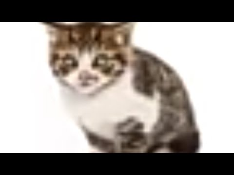 Comprando tamales #cat - YouTube