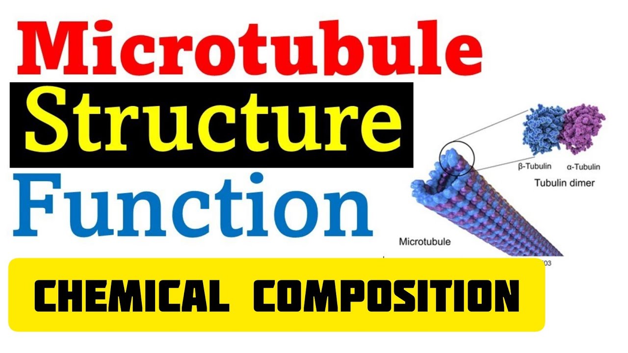 Microtubules Structure And Function In Urduwhat Is Microtubulesby 6853