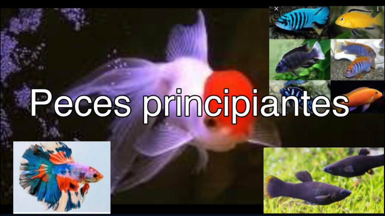 8 especies de peces para principiantes en agua dulce/2 - YouTube
