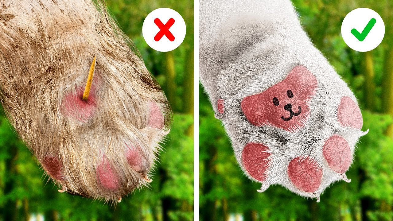 Éducation pour animaux : Astuces ingénieuses, conseils & créations DIY ...