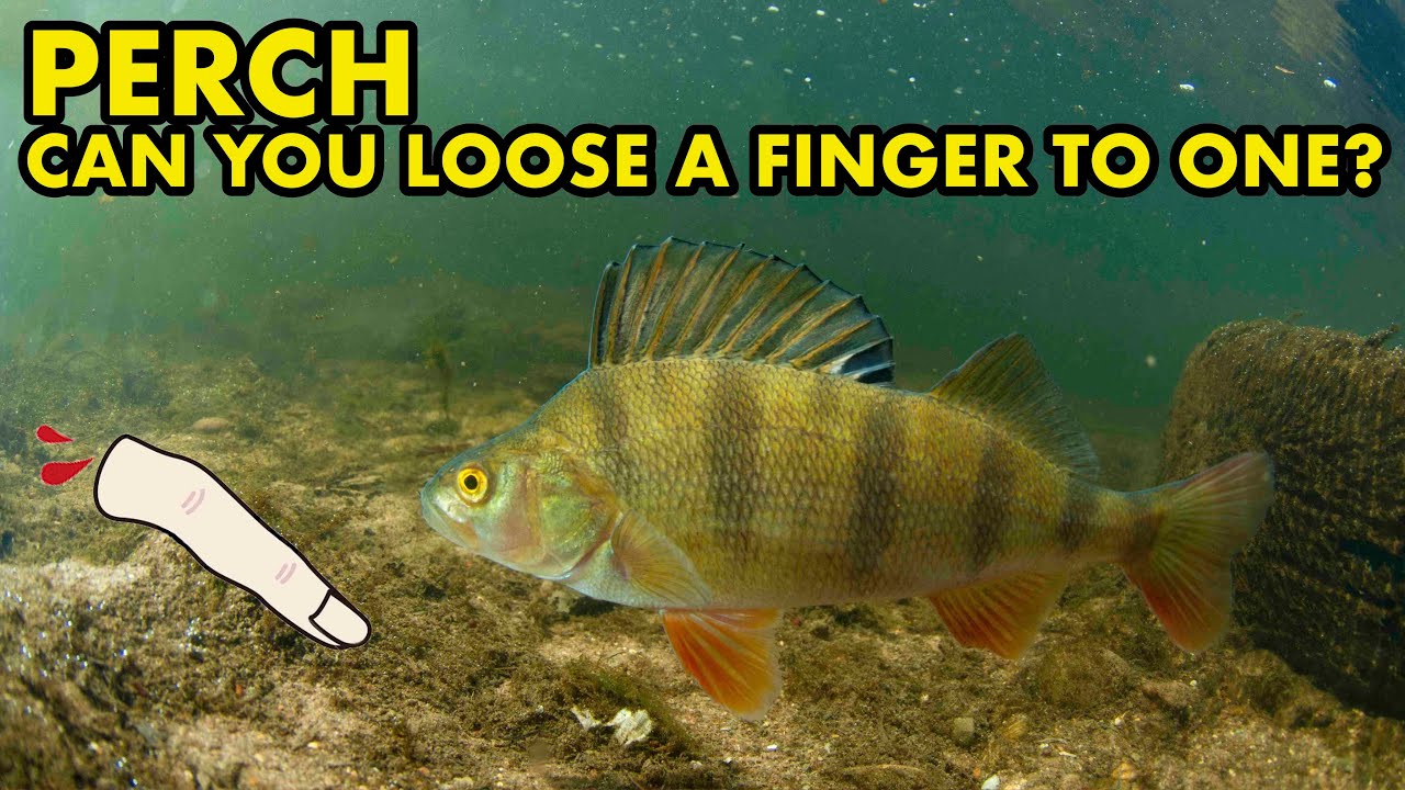 Can a Perch Take Your Finger? : FISH MYTHS UK - YouTube