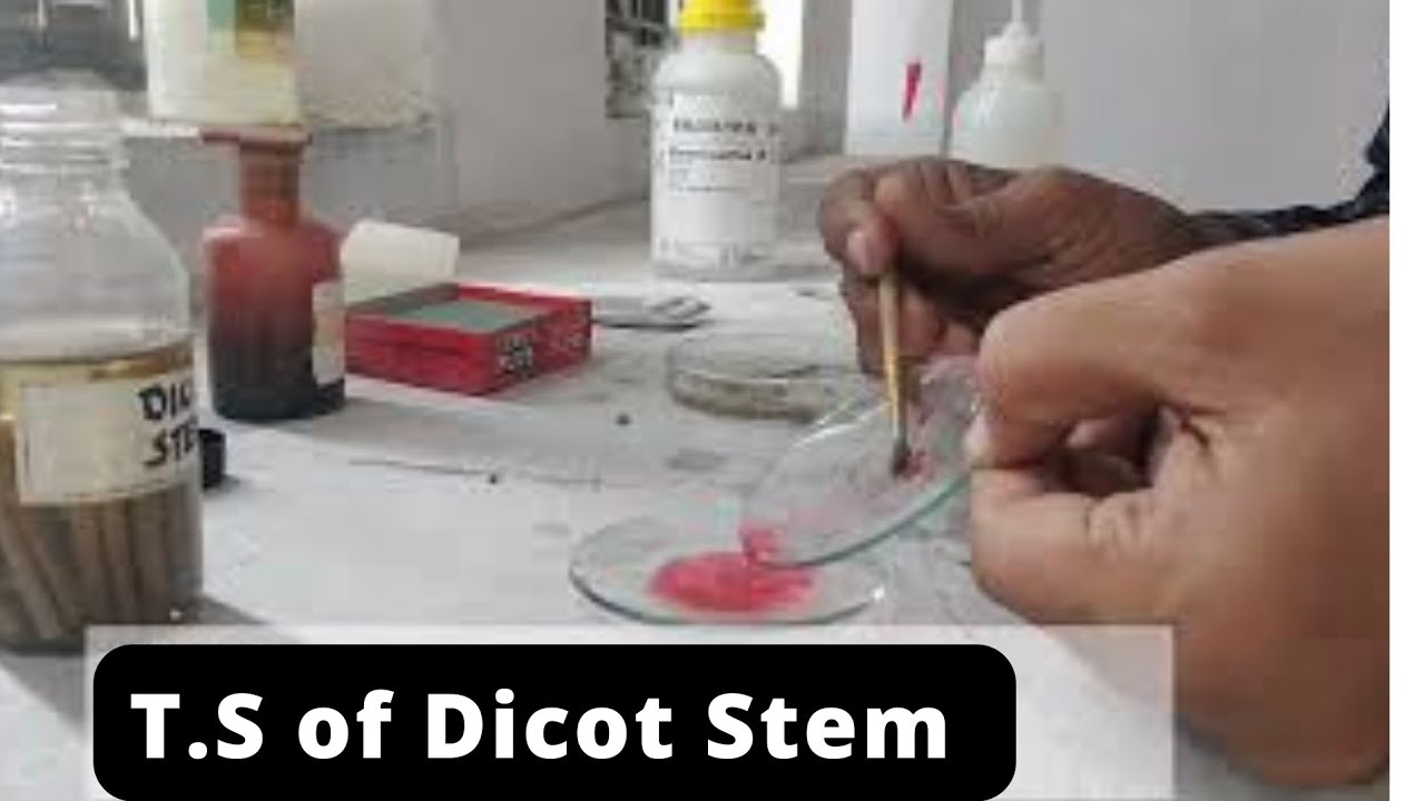 T.S of Dicot Stem/Temporary slide Prepration Dicot Stem #dicotstem # ...