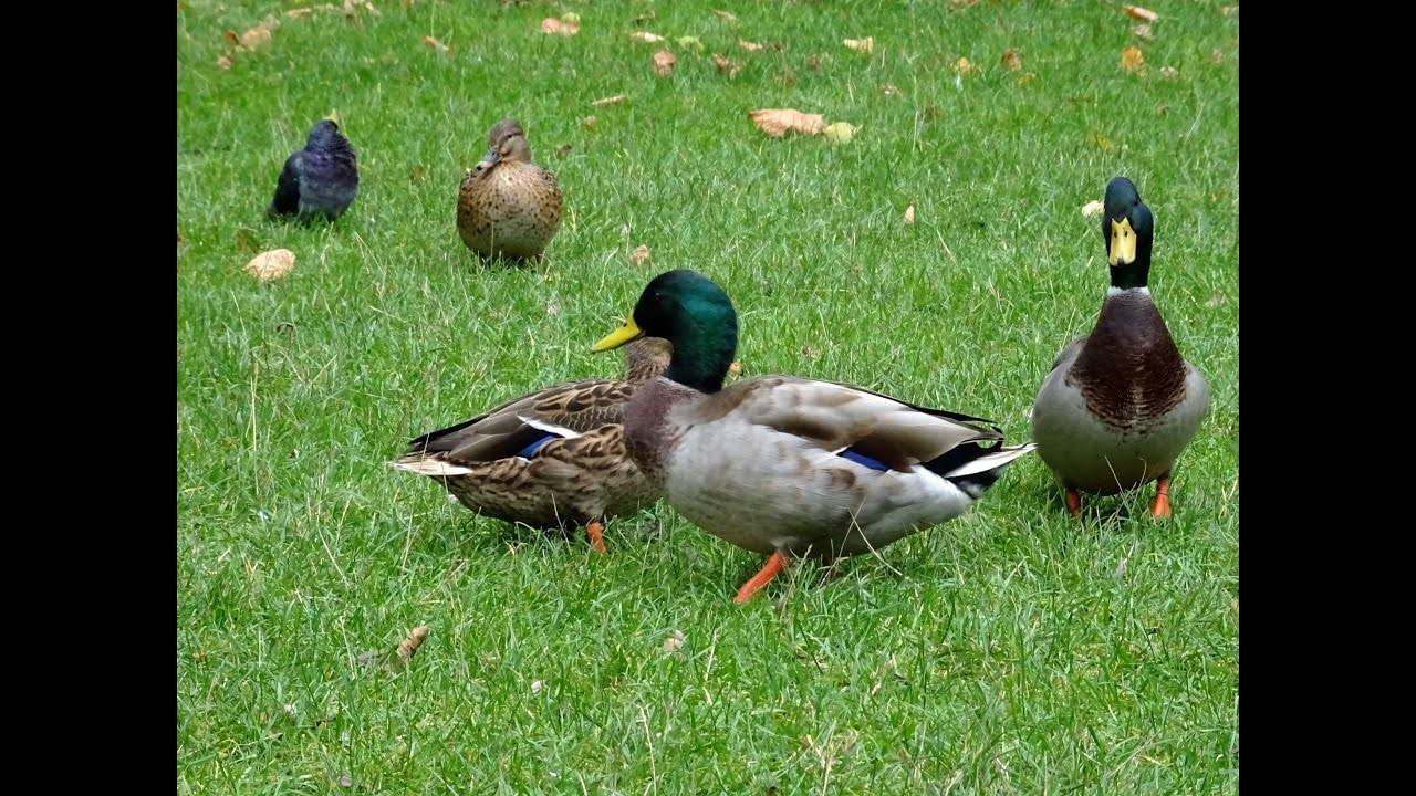 Des canards qui suivent une canne - YouTube
