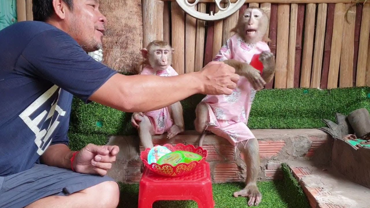 Adorable monkey Koko much hungry and can't wait Dad for feed /Koko&Yoko ...