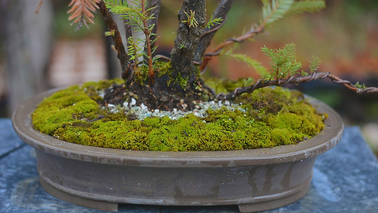 Sequoia sempervirens clump (Kabudachi) repotting - Arkefthos Bonsai ...
