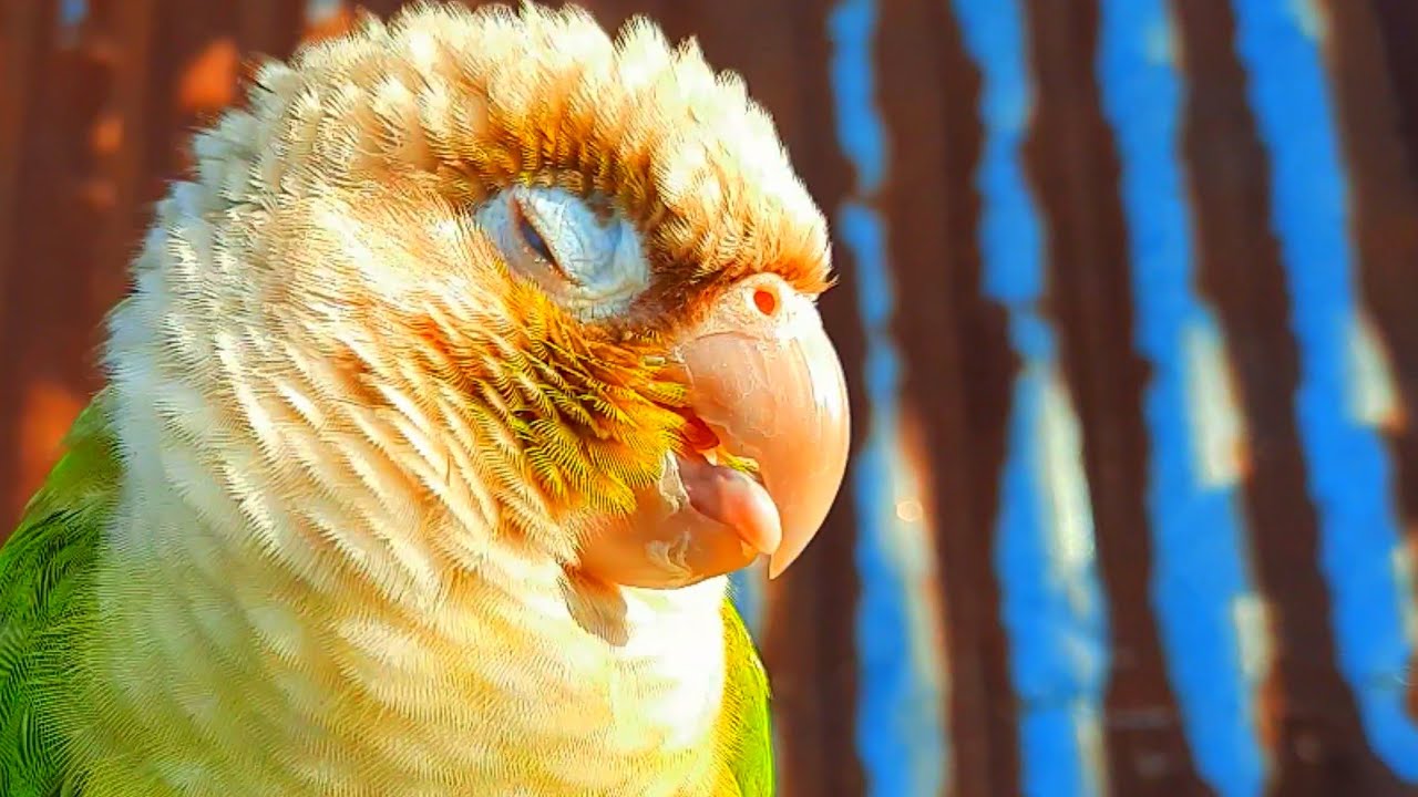 This video can be your bird's friend, Green Cheek Conure Parrot Bird ...