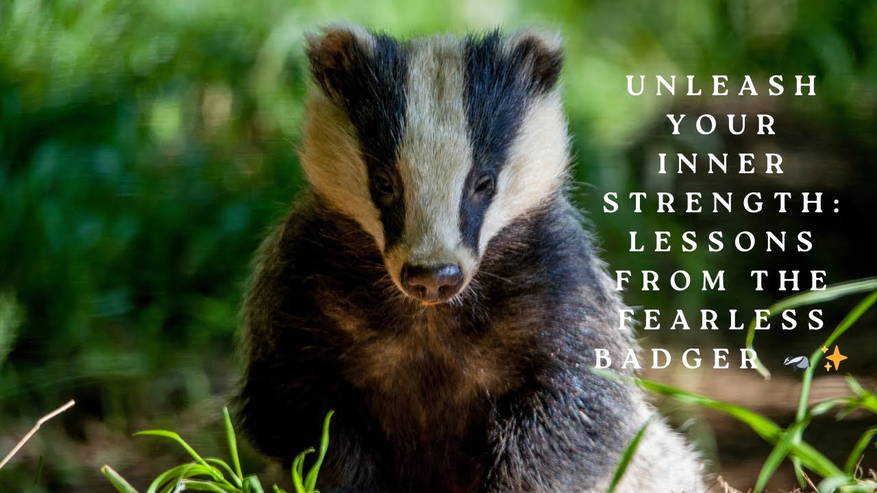 Unleash Your Inner Strength: Lessons from the Fearless Badger 🦡 - YouTube