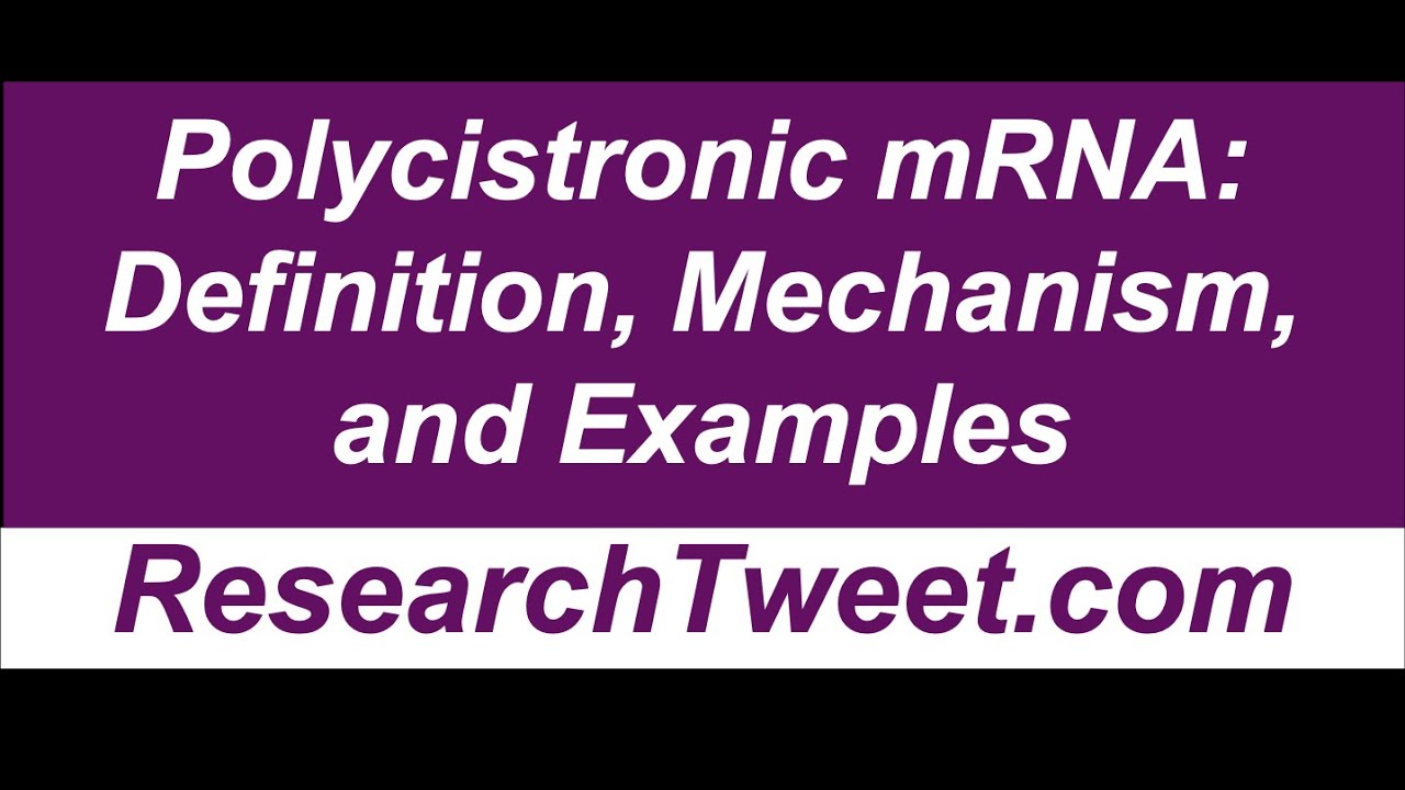 Polycistronic mRNA: Definition, Mechanism, and Examples - YouTube