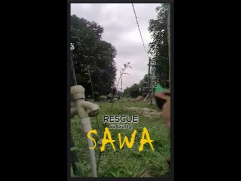 Rescue sa isang SAWA #reptiles #cobra #python - YouTube