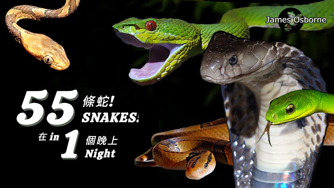 55 Snakes in 1 Night! (1 個晚上 55 條蛇！) - YouTube