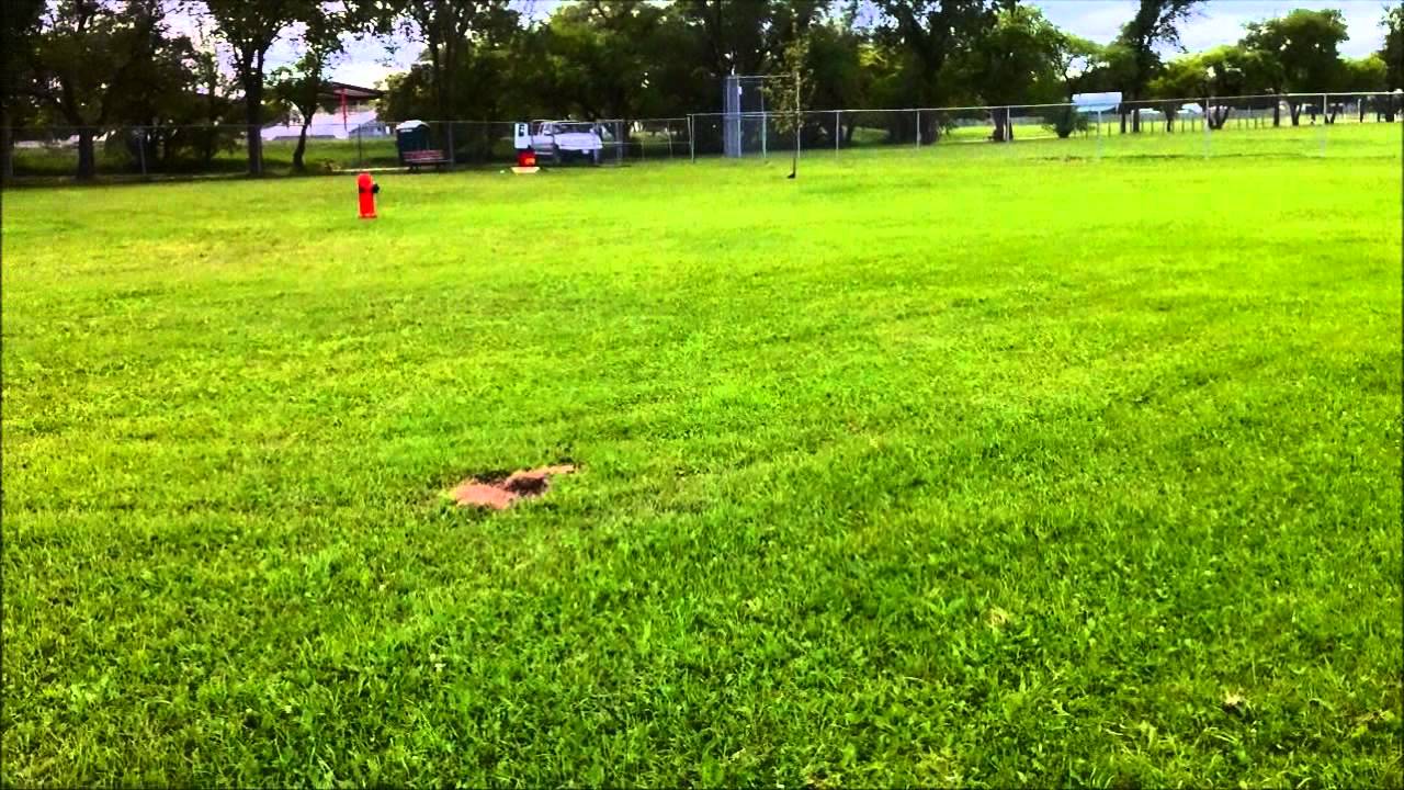 A Few Minutes In The Dog Park YouTube a-few-minutes-in-the-dog-park-youtube