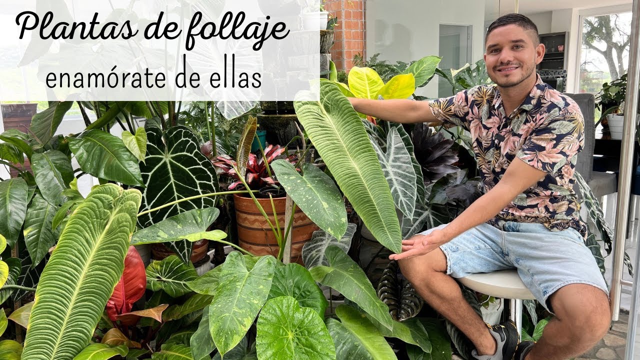 Hablemos de las PLANTAS DE FOLLAJE | plantas de fácil de cuidado - YouTube