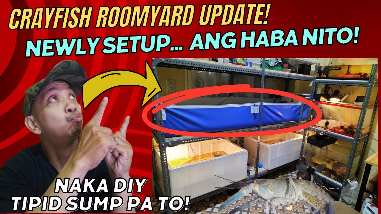 Update sa Crayfish Farm Roomyard natin! Bagong 6 ft Trapond Setup. #crayfishfarming - YouTube