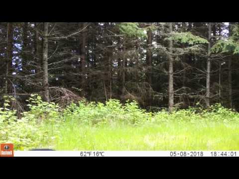 Oregon Trail Camera - bear eating cam - YouTube