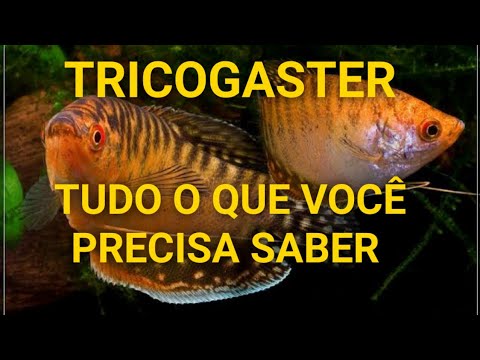 Peixe Tricogaster tudo o que você precisa saber | Tricogaster azul,Lery ...
