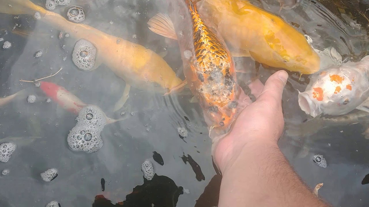 My fishies - YouTube