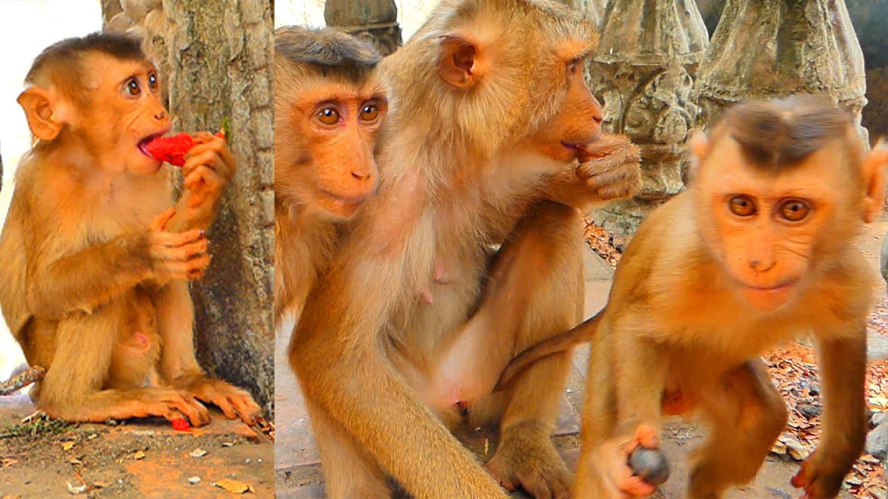 Update😘So smart my charming boy Moken😘! Sweetie Moken asking food ...