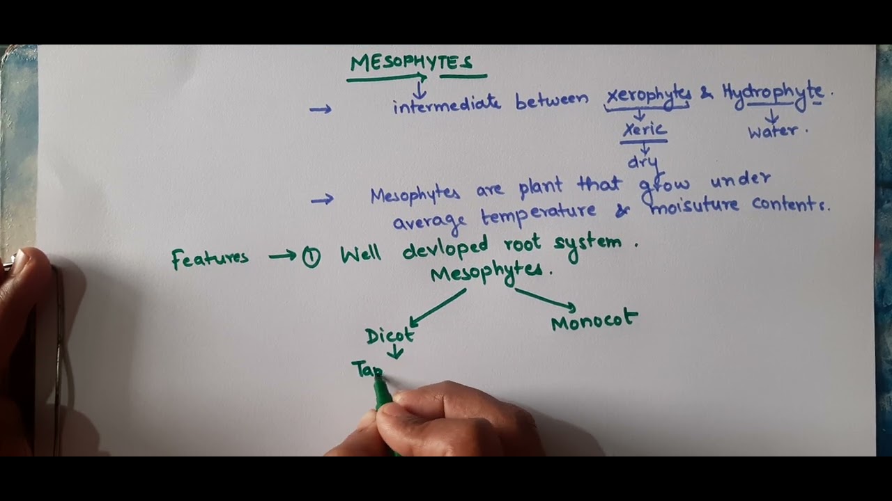 Mesophytes and their characterstics - YouTube