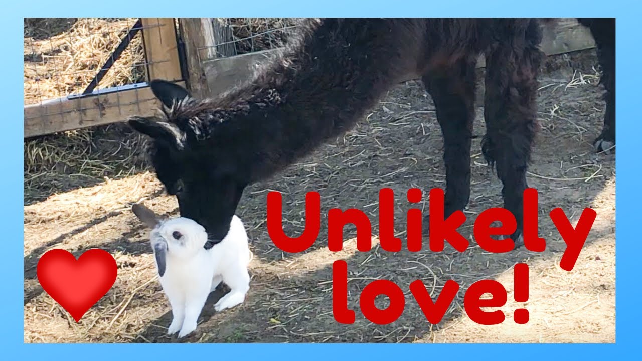 UNLIKELY BARNYARD FRIENDS| Alpaca and mini rabbit are best friends and ...