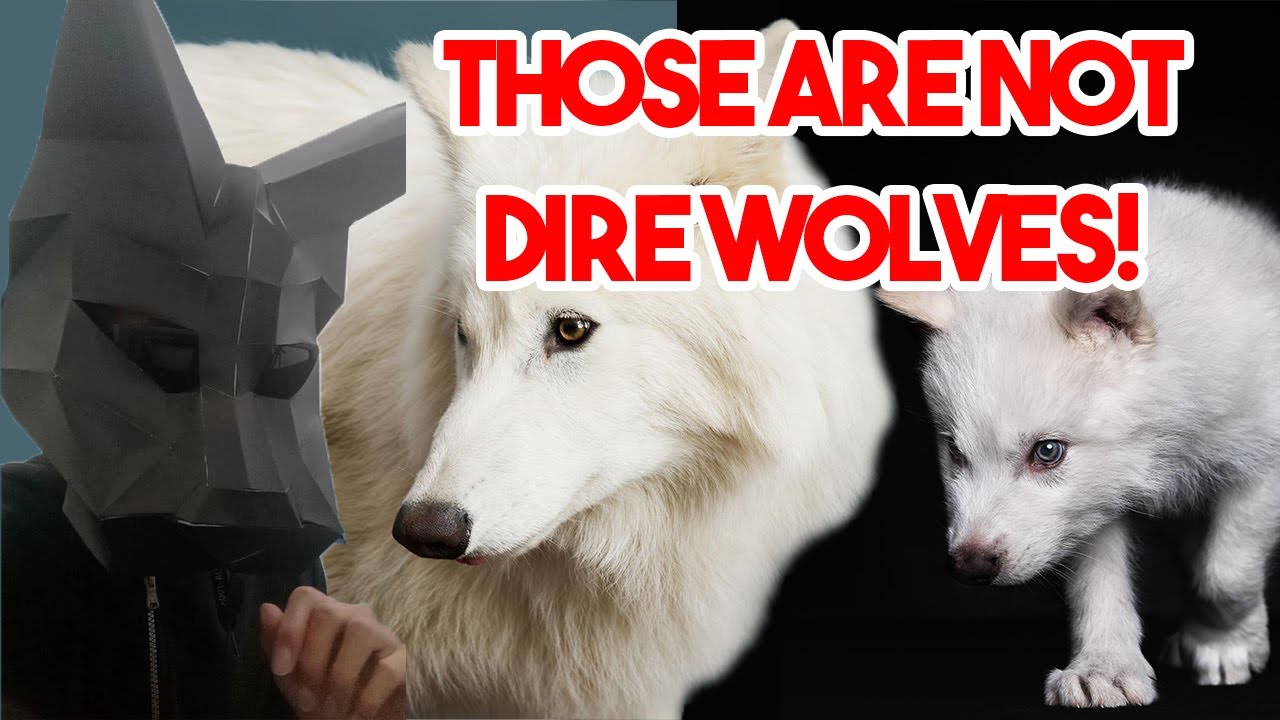 They Revive The Dire Wolf? Or Just Transgenic Wolf?? - YouTube