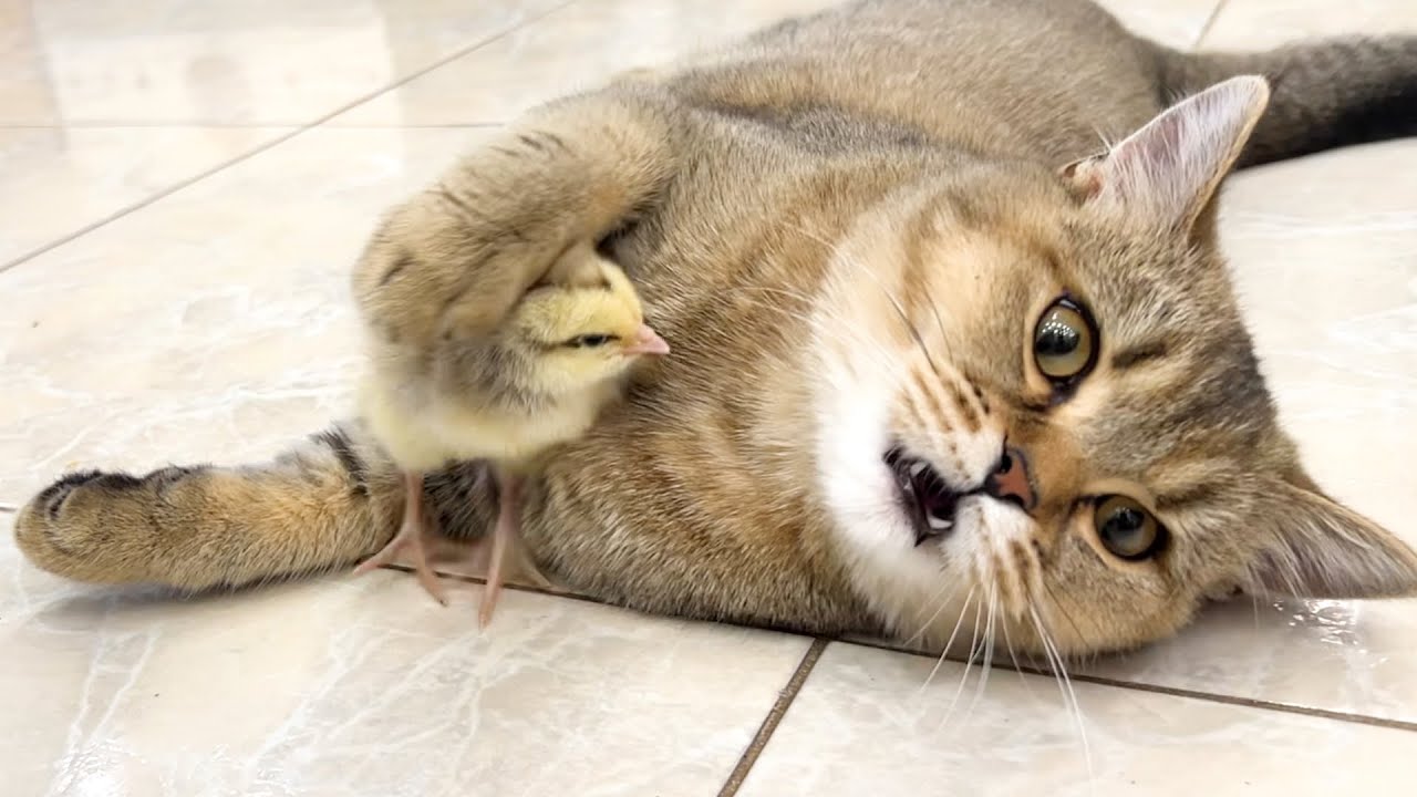 Kitten surprised and loves it when cute chick decides that he is mother ...