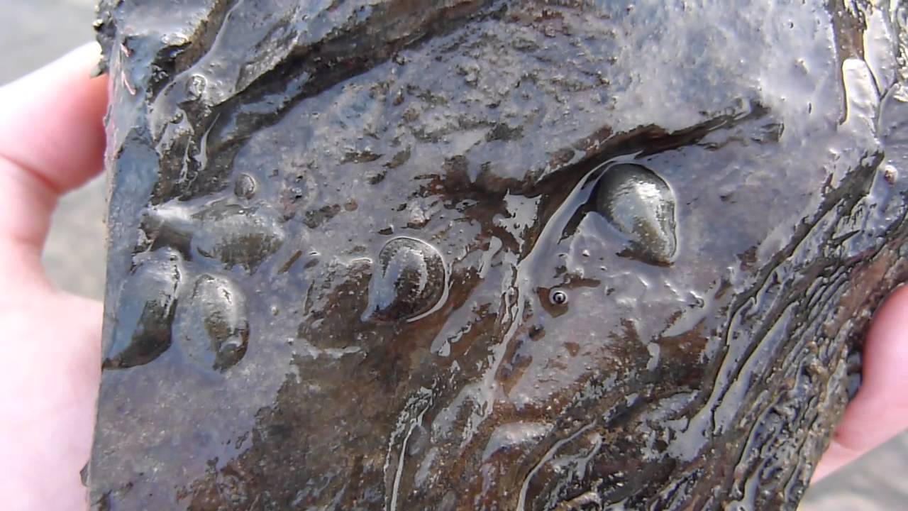 Sangsues à marée basse - Leeches at low tide - YouTube