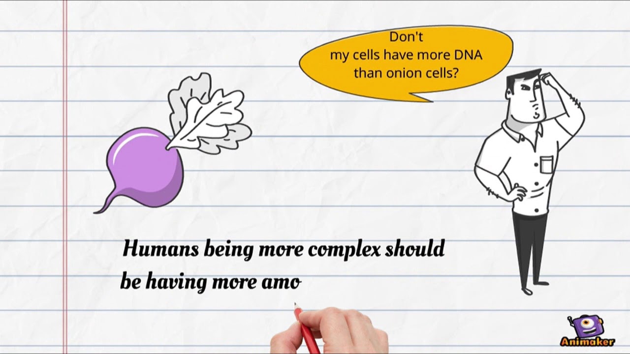 The C Value Paradox YouTube the-c-value-paradox-youtube