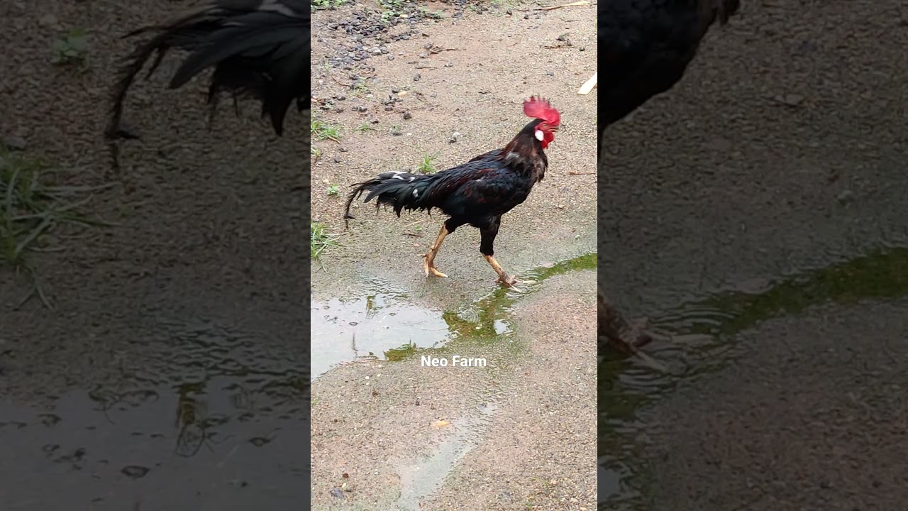 Rooster chicken | Seval | Nattu Kozhi Valarpu | சேவல் கோழி #seval # ...