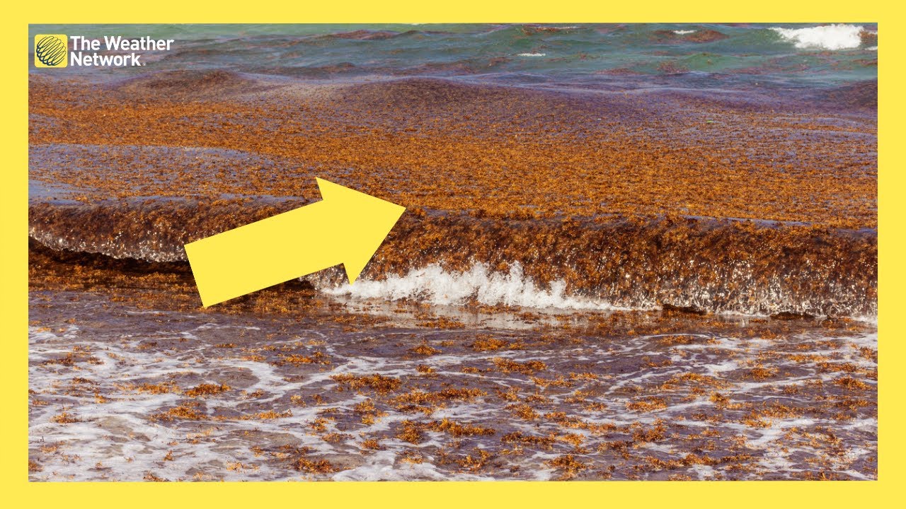 A Large, Stinky, Blob of Seaweed is Moving Across the Atlantic Ocean ...