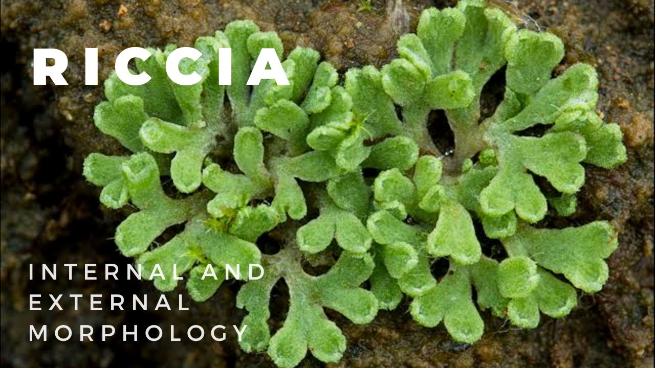 "Riccia"external and internal morphology in detail - YouTube