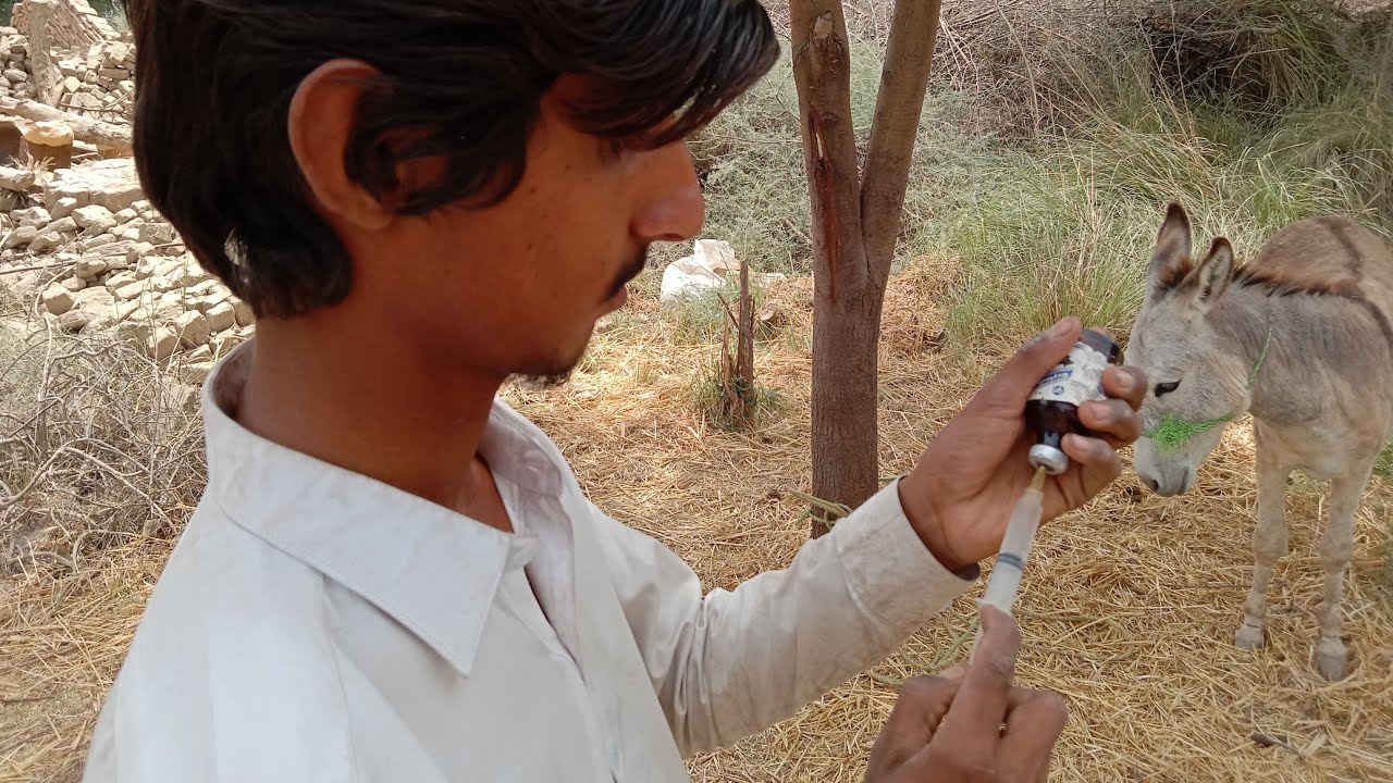 The donkey has fever doctor injections - YouTube