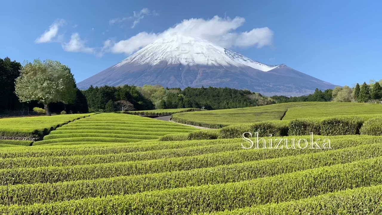 Obuchi-Sasaba Shizuoka green tea field and Mt.Fuji 小淵笹場 - YouTube