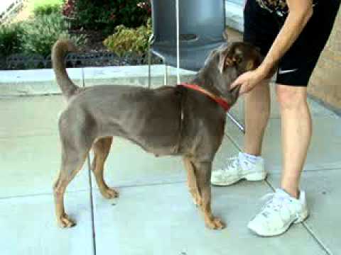 Merfie-Available at the Humane Society of Missouri - YouTube