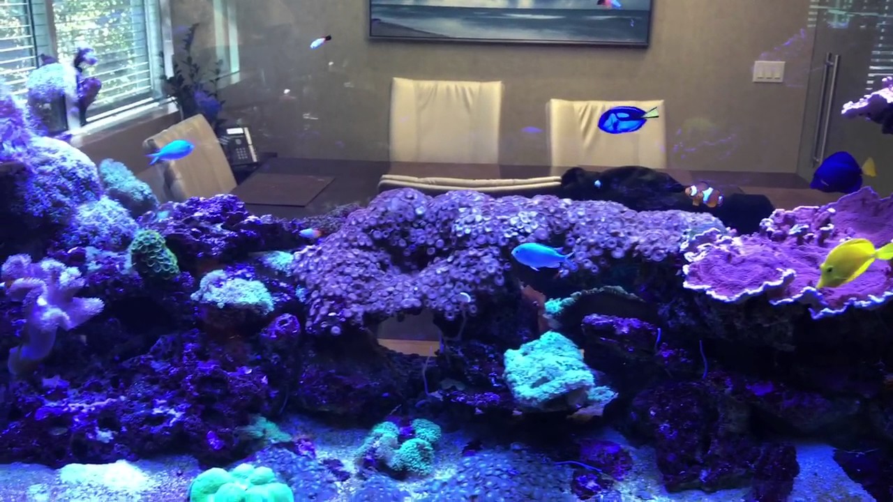 400 gallon custom reef tank - YouTube