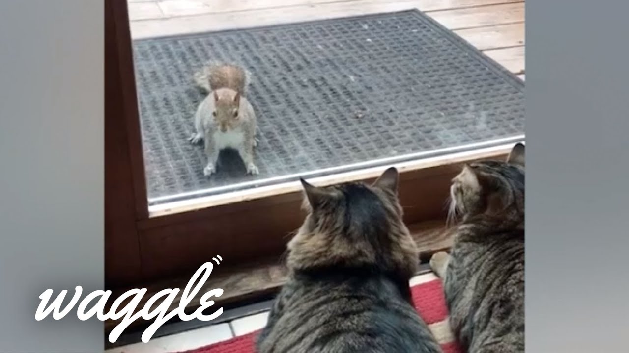 Absolutely Ferocious Pets | Funny Pet Video Compilation - YouTube